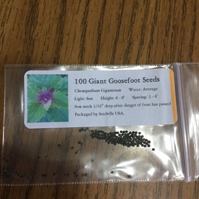 100 GIANT GOOSEFOOT Chenopodium Giganteum Purple Magenta Spreen ...