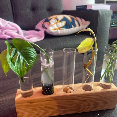 Philodendron White Ice Princess - Etsy