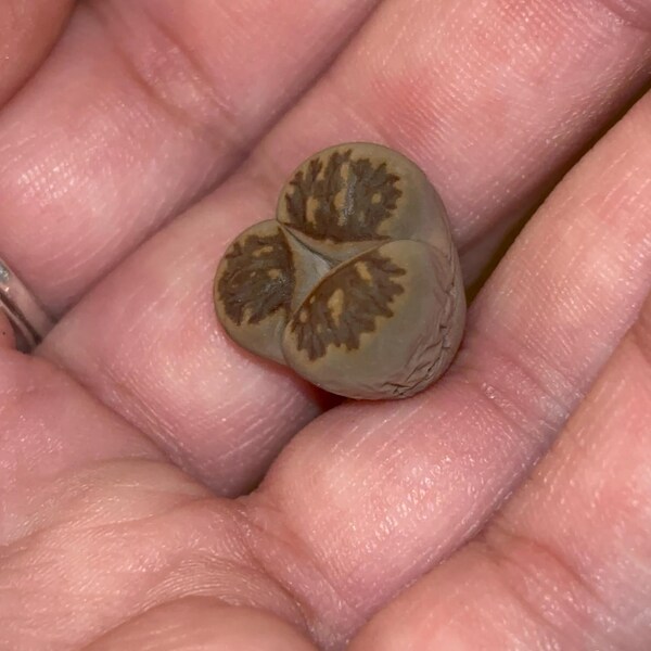 Live Plant Lithops Pseudotruncatella C244/white Plant/0.5 - Etsy