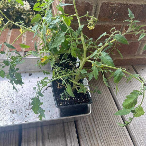 Black Eyed Susan Gold Rush - 1 Live Plant - Etsy
