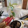 Cat Saigon Thai Mango TREE GRAFTED (2-4 Feet Tall). Ship to All States ...