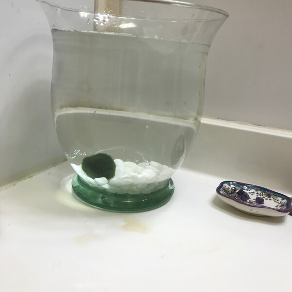 Large Java Moss Ball for Terrarium Planted Tank Live Aquarium ...