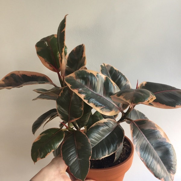 Ficus Decora RUBY Ficus Elastica Rubber Plant Live House Plant - Etsy