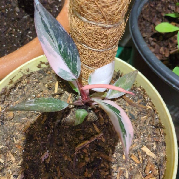 Live House Plant Bloom Fuchsia African Violet Harmonys vat Real Life ...