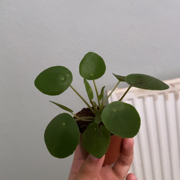 Baby Chinese Money Plant/pilea Peperomioides/mini House Plant - Etsy UK