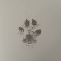 Inkless Pet Paw Print Kit Get High-quality Paw Prints With Zero Ink Non ...