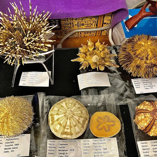 5 Mini Abalone Shells #haliotis Clathrata# Iridescent Shell Opal of the ...