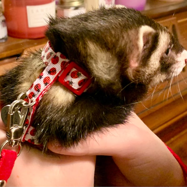 Adjustable Ferret Harness Bang - Etsy