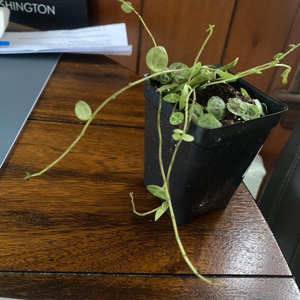 SUPER SALE Rare Variegated String of Turtles Plant Live in Pot Perfect ...