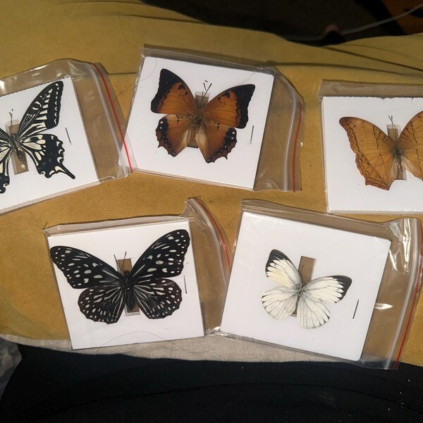 5-100PCS Real Butterfly Specimen Taxidermy Insect Butterflies Decor ...