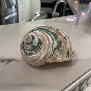 CARDIUM PESODOLIMA Sea Shell Trinket Box - Etsy