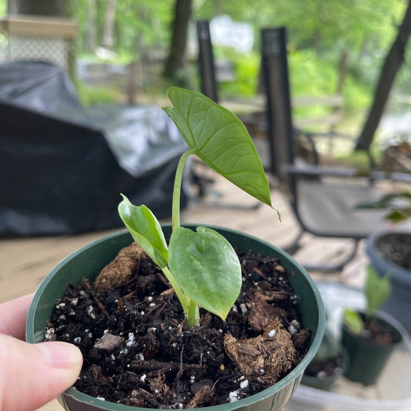 Alocasia Platinum bisma Starter Plant ALL STARTER PLANTS Require You to ...
