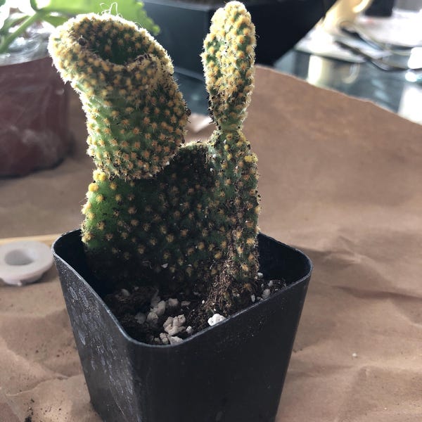 Golden Wavy Cactus, Swirl Cactus, Opuntia Microdasys Monstrosus, Small ...