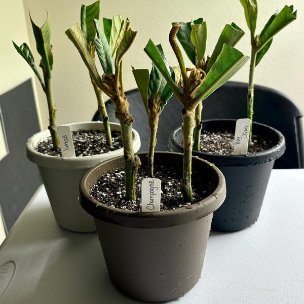 6 Rare BIG FRUIT Loquat Cuttings, White Flesh Hybrid, Big Jim ...