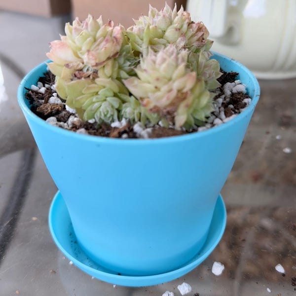Rare Plants, Echeveria Queen Butterfly - Etsy