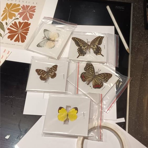 Natural Various Types Skull DIY Specimen Teaching Model - Etsy