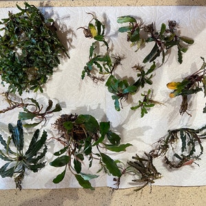 2-4 Gallon Nano Aquascape Decor SOUL CANYON Aquarium Dragon Rocks ...