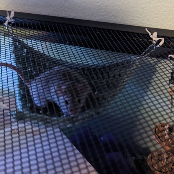 Mouse Hanging Hammock for Small Animals Cage Hammock for Multiple Mice ...