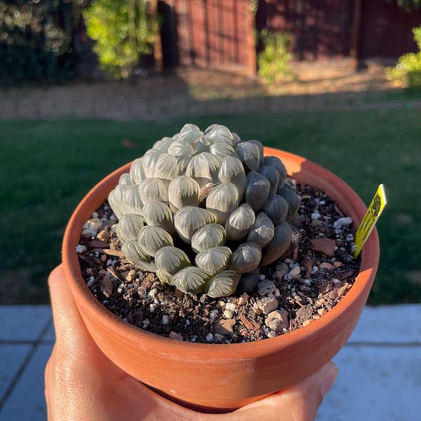 Haworthia Hanabi Variegated -live Plant-rare Succulent - Etsy