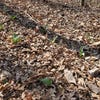 15 Wild Ramps Bulbs Wild Leeks Allium Tricoccum Bare Root Wildflower ...
