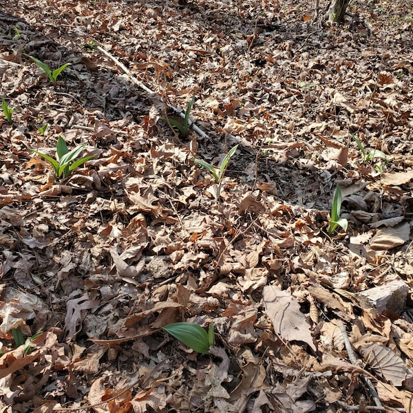 15 Wild Ramps Bulbs Wild Leeks Allium Tricoccum Bare Root Wildflower ...