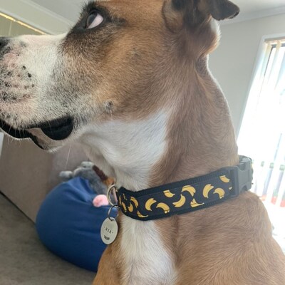 Gold Star Dog Collar, Dog Collar, Black and Gold Star Collar, Cat ...