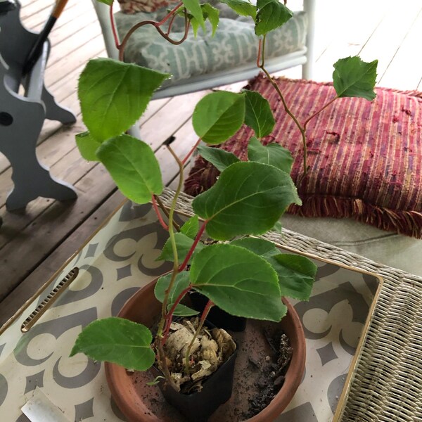Hoya Keysii (hoya Australis) 1yo Plant With 5-6 Leaves Well Rooted ...
