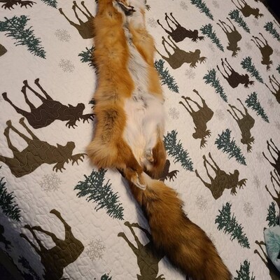 Professionally Tanned 1 Grade Red Fox Hide/pelt - Etsy