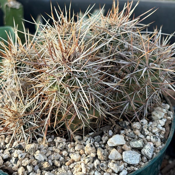 Pediocactus Simpsonii Live Cactus Plant - Etsy