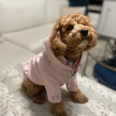 Dog Flight Jacket Red - Etsy