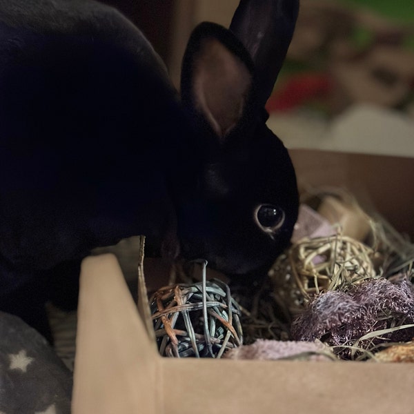 Winter Solstice Foraging Box, Small Pet Gift for Rabbits, Guinea Pigs ...