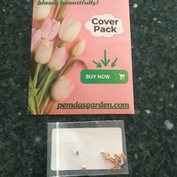 Giggles Dahlia Seeds - Attracts Pollinators, Long Blooming Season ...