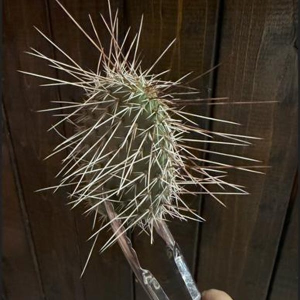 Powder Puff Pincushion Cactus Plant, Fully Rooted, Mammillaria Bocasana ...