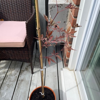 Bloodgood Japanese Maple 18/24 in an ABP Container - Etsy