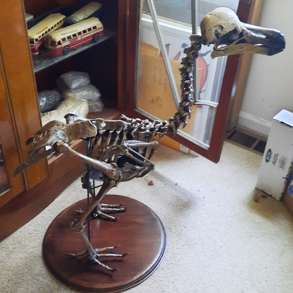 Dodo Bird Skeleton Replica Scientifically Accurate Sculpture Museum ...