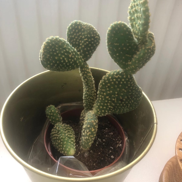 Rose 'fantastic at 60' - Happy Birthday Rose Gift Wrapped With Huge Bow ...