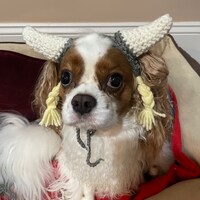 Brunhilde, Vikings, Valkyries, Wagner Opera, Hats for Cats, Pet Hats ...