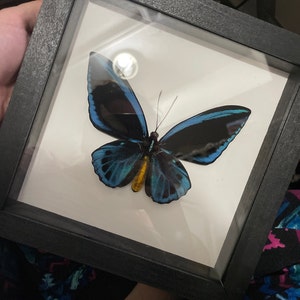 Rare Regal Swallowtail butterfly framed Papilio rex | Etsy