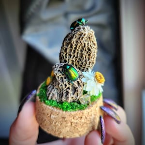 Skull Face Shield Beetle SPREAD Mask Real Insect Bug Taxidermy Craft ...