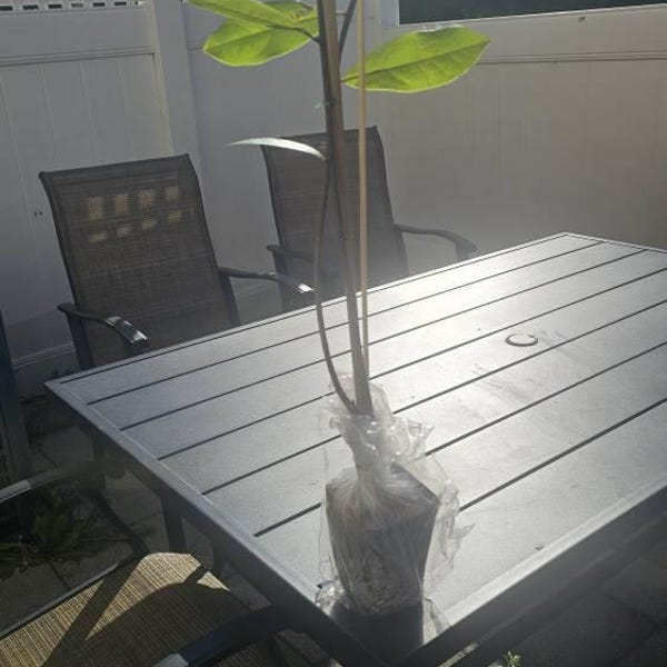 Athens Blue Princess Glory Bush Plant~~tibouchina Urvilleana~small ...