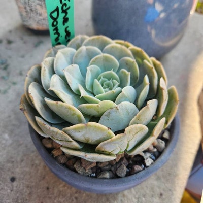 Aloe White Fox Rare Succulent Live Plant - Etsy