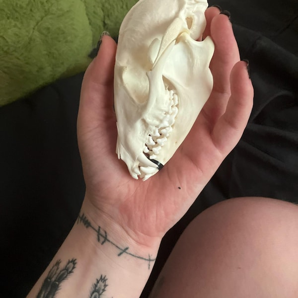 Tanuki Skull - Etsy Australia