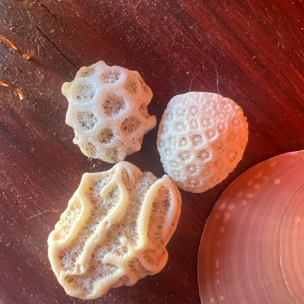 White Beach Shell Sanibel Island Shell Ornament DIY Beach Decor | 8 ...