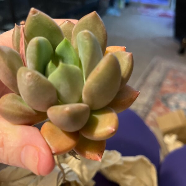 Live Succulents -rare Succulents -graptoveria Mrs Richards Variegata - Etsy
