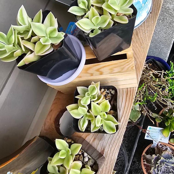 Variegated Baby Sun Rose, Ice Plant, Pink Succulent, Rare Plant in 2 ...