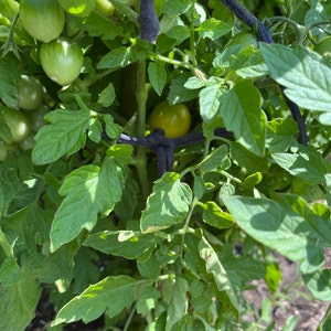 Green SEEDS african Spinach, Efo Tete, Callaloo, Amaranthus Hybridus ...