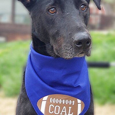 Ball-less & Flawless Dog Bandana, Funny Dog Bandana, Neuter Bandana ...