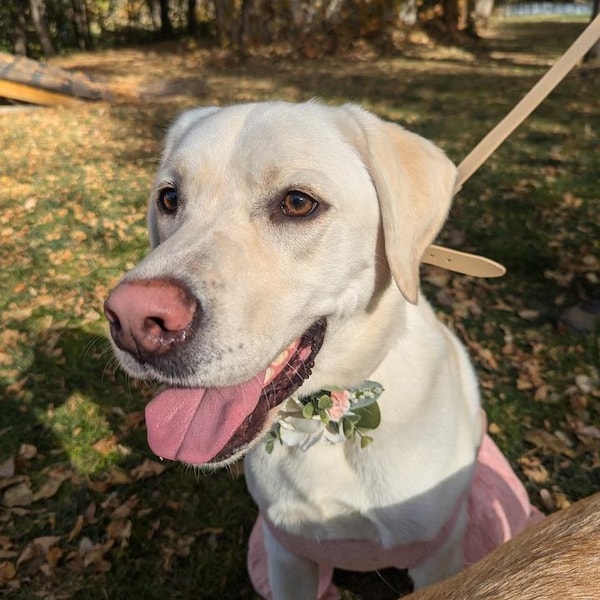 Succulent Wedding Collar | Succulent Flowers | S M L XL XXL | Flower ...