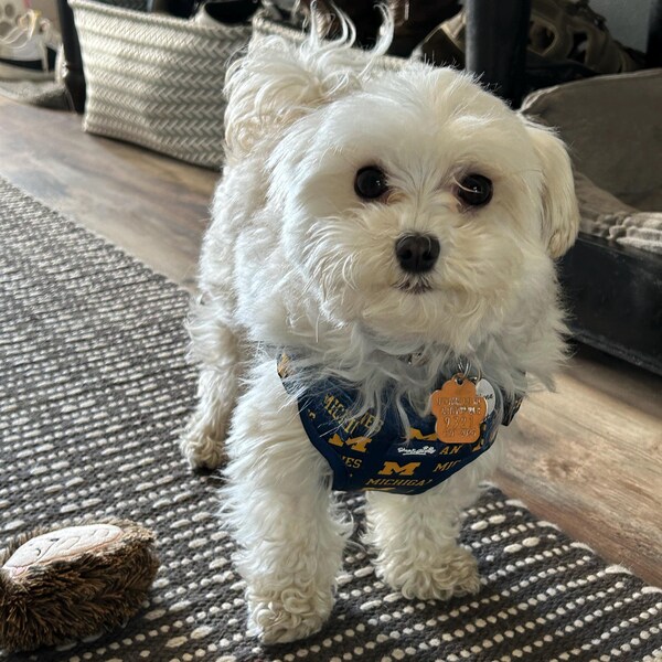 Bone Shaped Dog Pet Id Tag Silencer, Glows in the Dark - Etsy