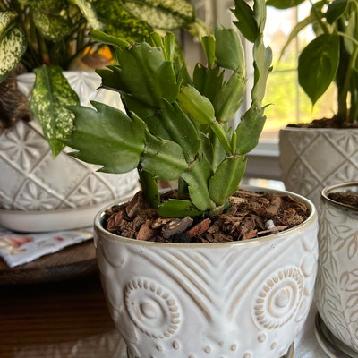 Christmas Cactus 1 Rooted Plant limelight Dancer Thanksgiving ...